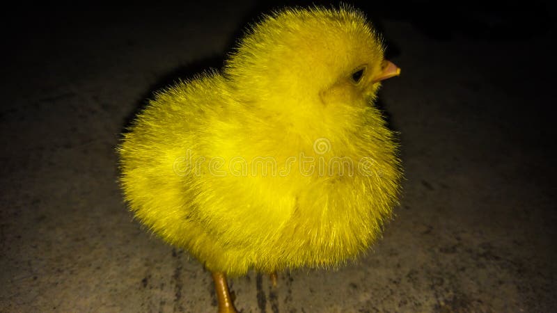 Chick in night stock image. Image of night, yellow, wildlife - 198594173