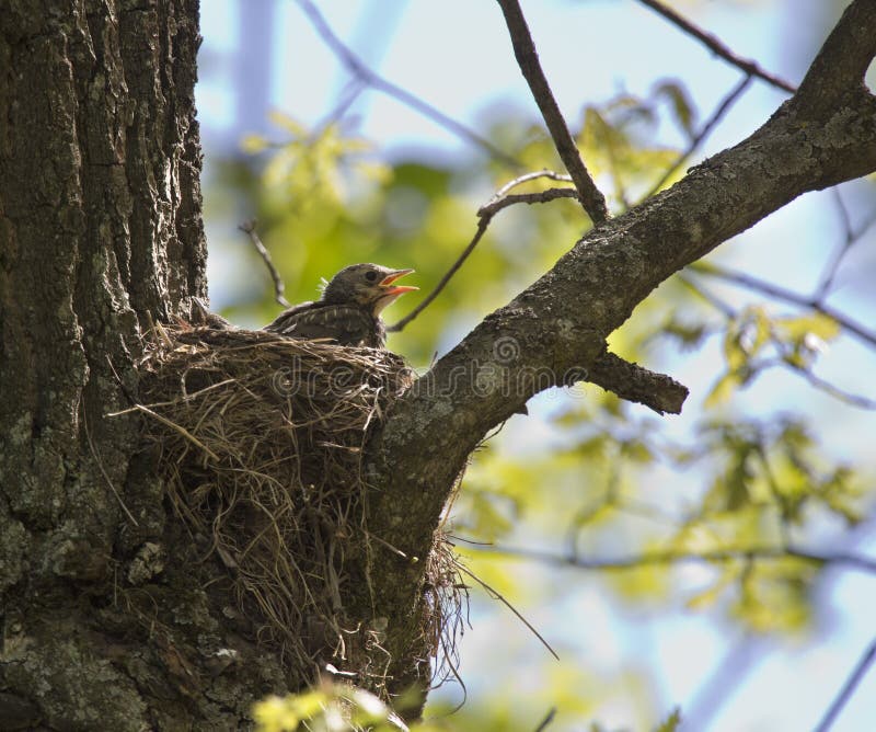Chick with Open Beak in Nest Stock Photo - Image of feather, closeup ...