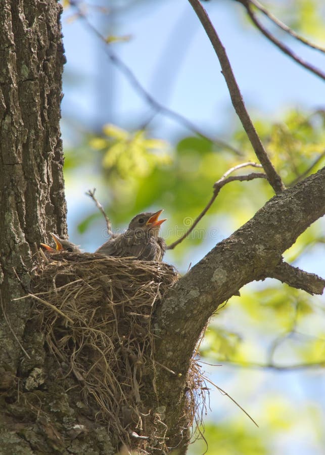 Chick with Open Beak in Nest Stock Image - Image of ornithology, park ...