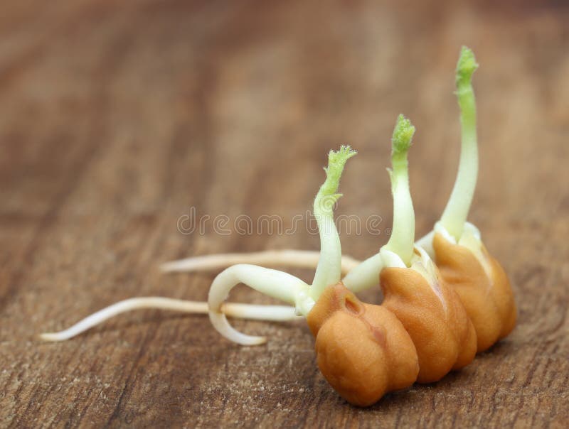 Chick-pea seedling stock photo. Image of macro, indian - 42627024