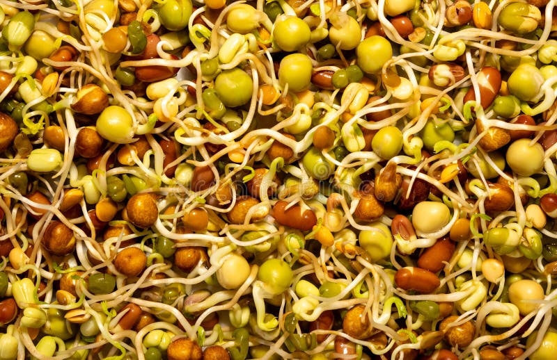 Chick Pea Sprouts stock photo. Image of bean, meal, protein - 291896876