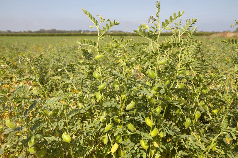 Chick Peas, Hummus stock photo. Image of organic, healthy - 92394892
