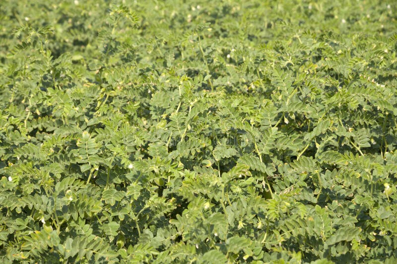 Chick Peas, Hummus stock image. Image of chick, asia - 92394913