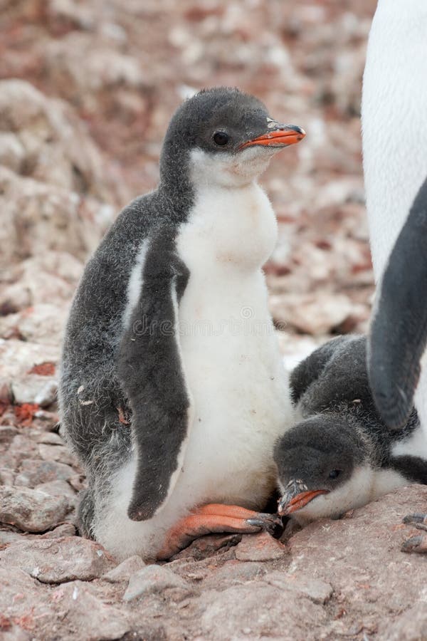 Chick penguin stock photo. Image of antarctica, south - 22831028