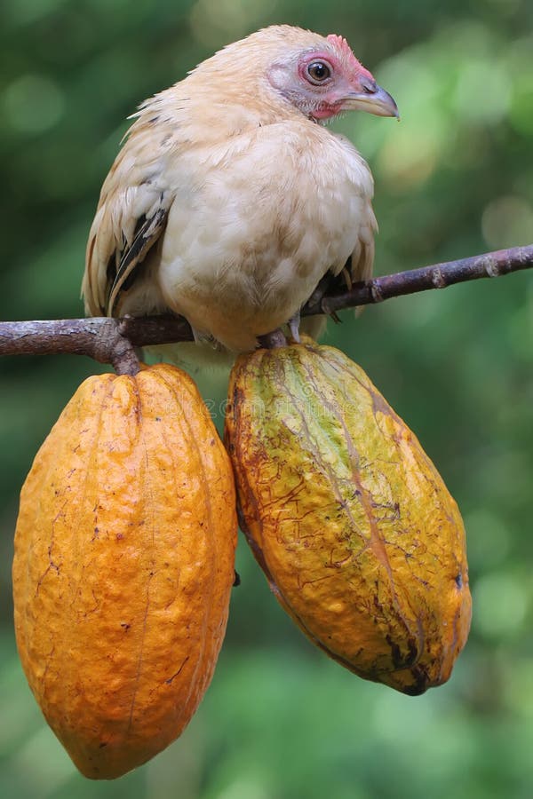 253 Cocoa Tree Animal Stock Photos - Free & Royalty-Free Stock Photos ...