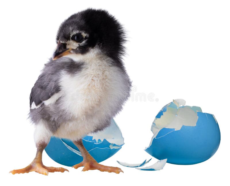 Chick Ready To Leave Its Blue Eggshell Behind Stock Photo - Image of ...