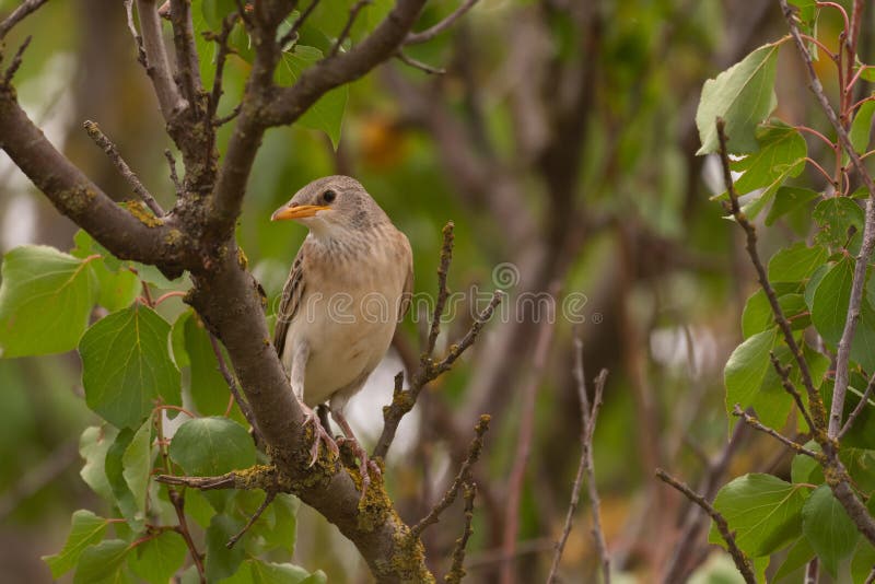 Chick Rose Coloured Starling, Sturnus Roseus, in the Wild Stock Photo ...
