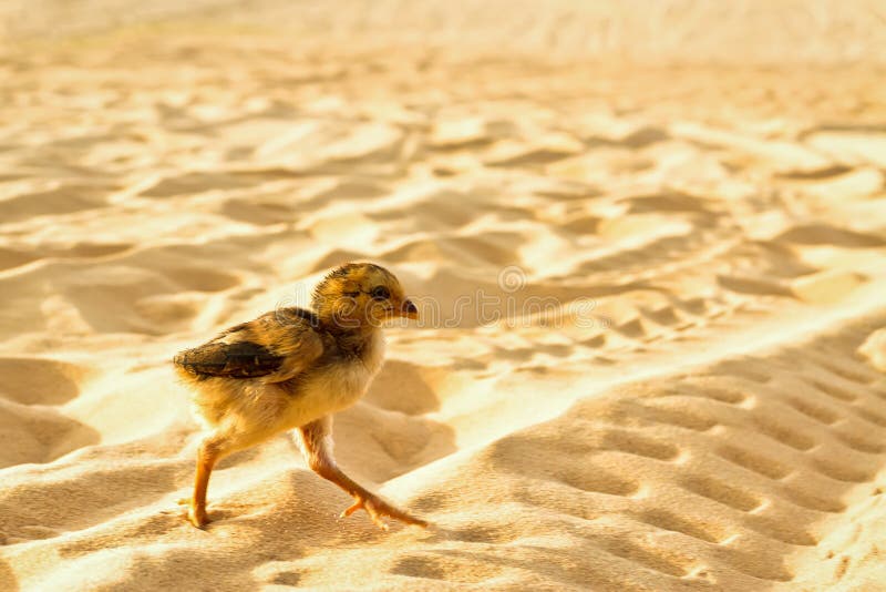Chick running away stock image. Image of runner, born - 24416401