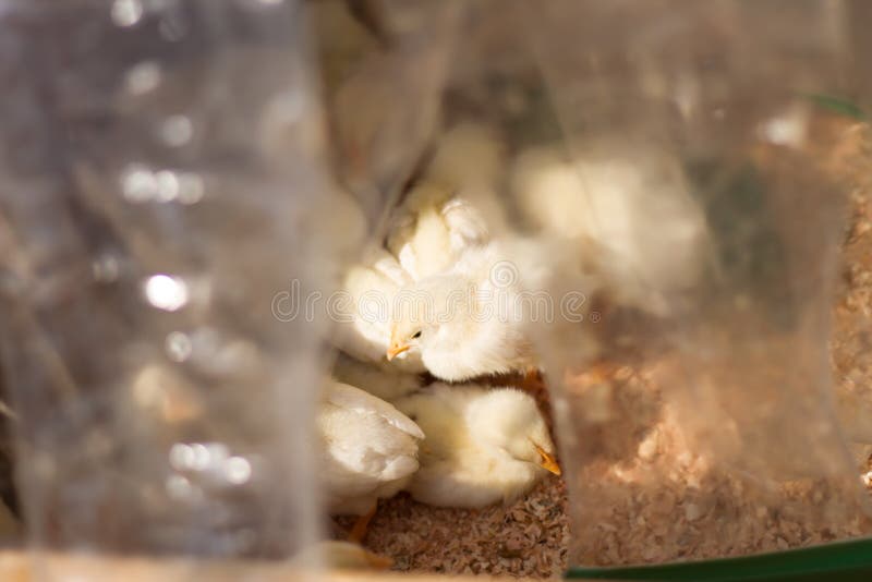 Chick stock photo. Image of natural, nature, hatching - 93150566