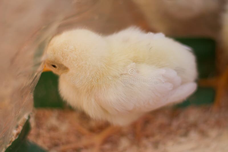Chick stock photo. Image of little, nature, easter, cute - 93150692