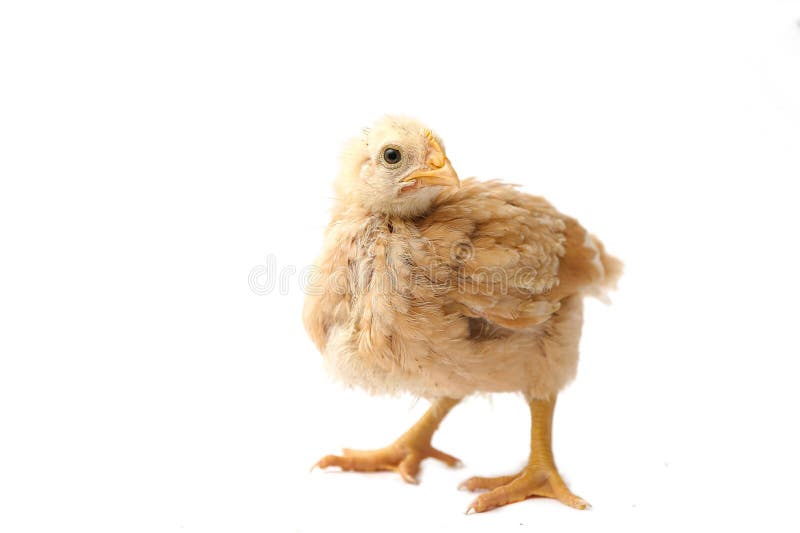 Chick Small Little Brown Hen on White Isolated Background Stock Image ...