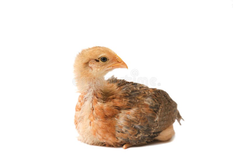 Chick Small Little Brown Hen on White Isolated Background Stock Image ...
