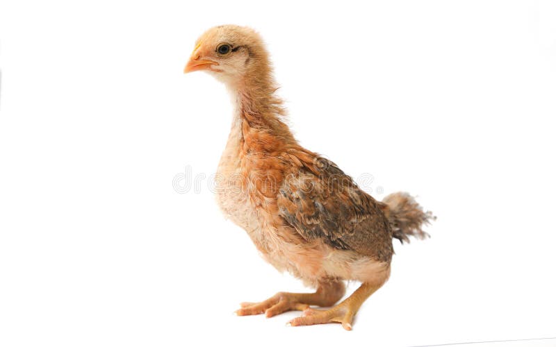 Chick Small Little Brown Hen on White Isolated Background Stock Image ...