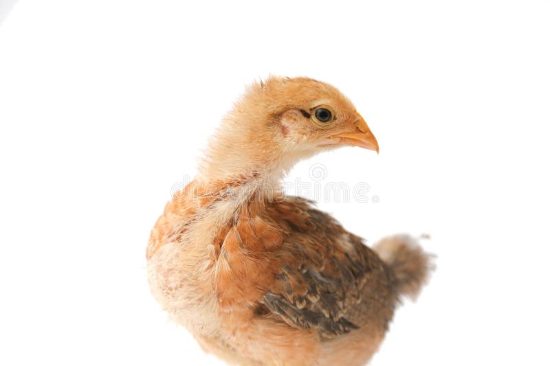 Chick Small Little Brown Hen on White Isolated Background Stock Image ...