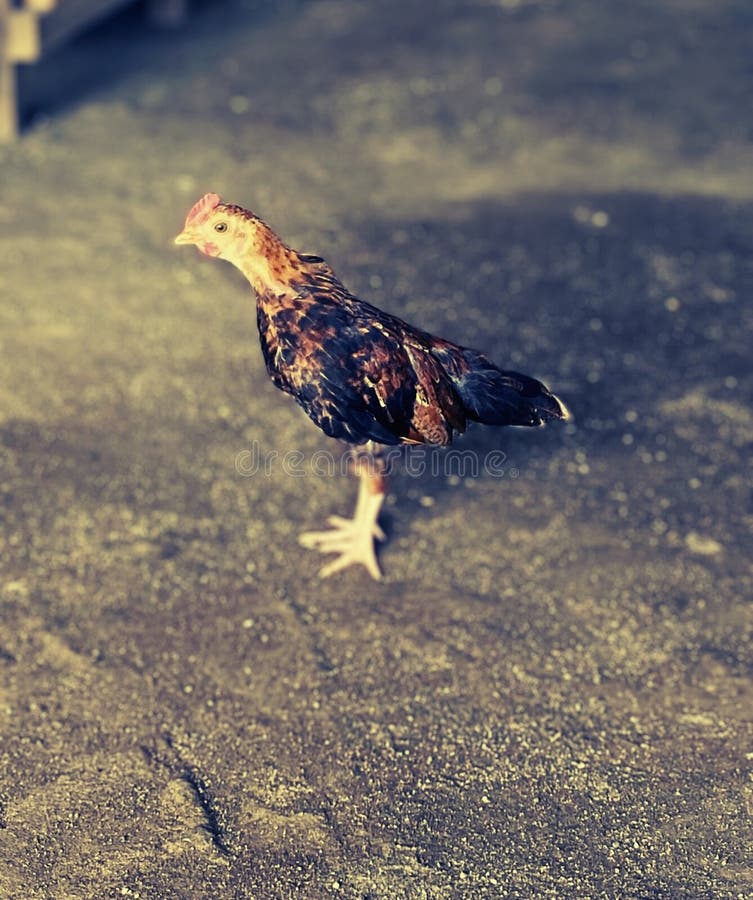 Chick Stand Alone stock image. Image of chicken, farm - 323735783