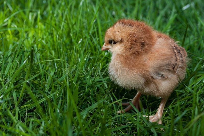 Chick standing on grass stock image. Image of livestock - 72876109