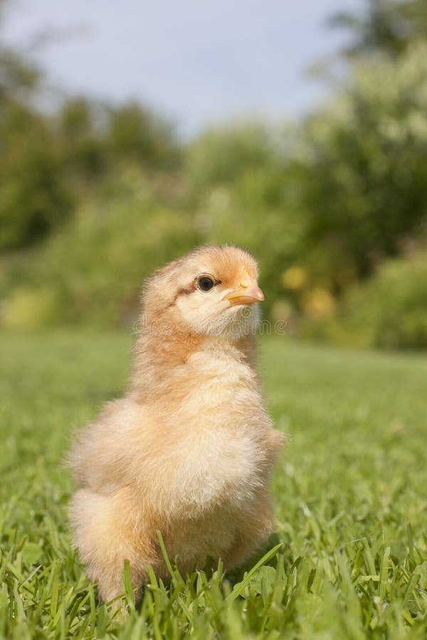 Chick Standing in the Grass Stock Image - Image of garden, chick: 56911123