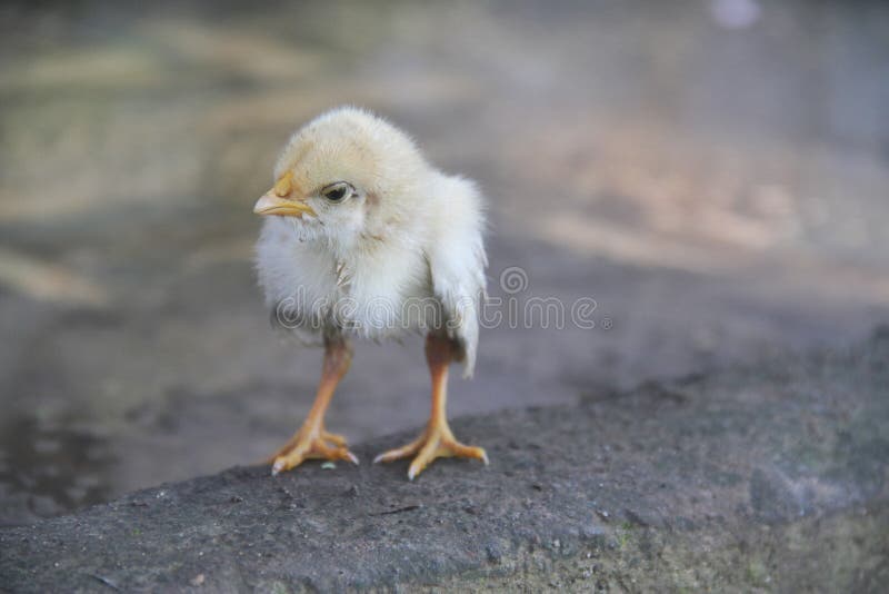 A Chick Standing in the Yard. Stock Image - Image of little, cute ...