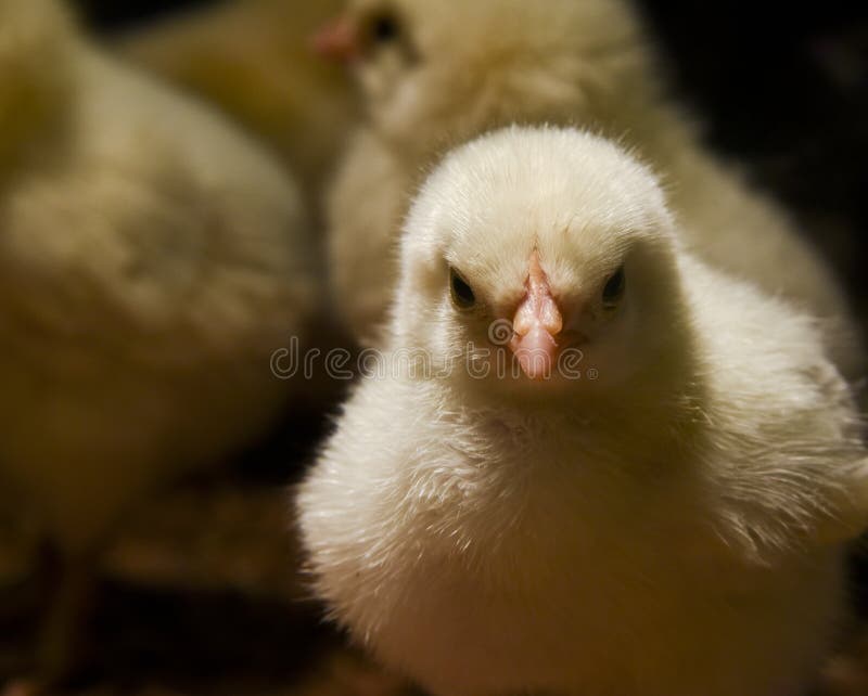 The Chick Staring into Camera Stock Image - Image of chick, baby: 50632097