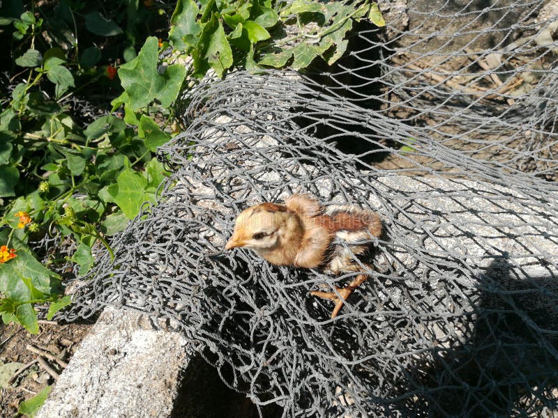 Chick Stuck on the Trapping Net. Stock Image - Image of nature, chick ...