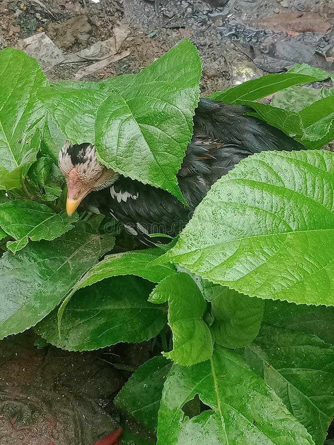 A Chick Taking Shelter in the Leaves of a Small Tree. Stock Image ...