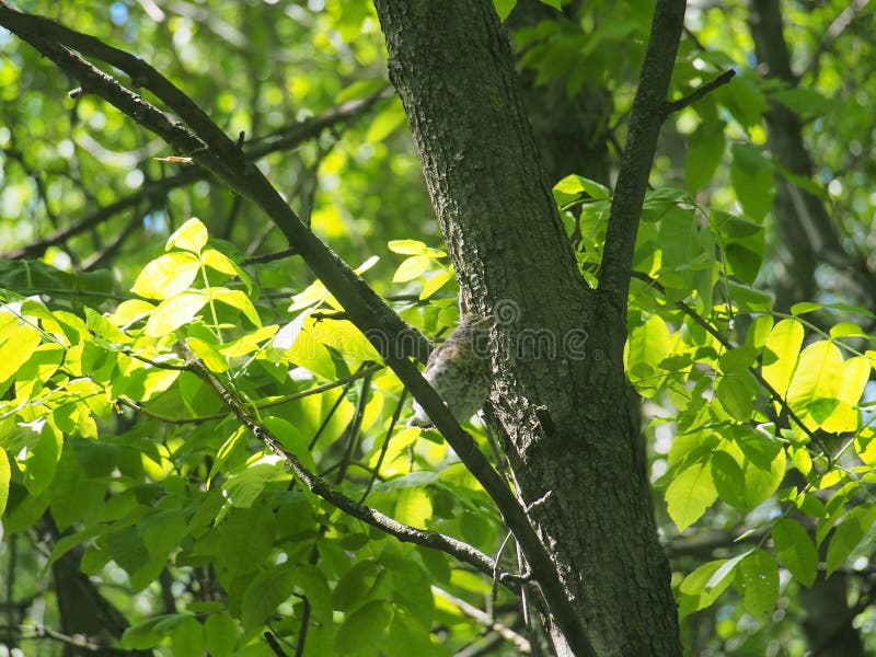 Chick Thrush Sitting on a Tree Branch and Waiting for Parents Stock ...