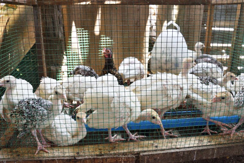 Chick of the Turkey in the Cage Stock Image - Image of beak, natural ...