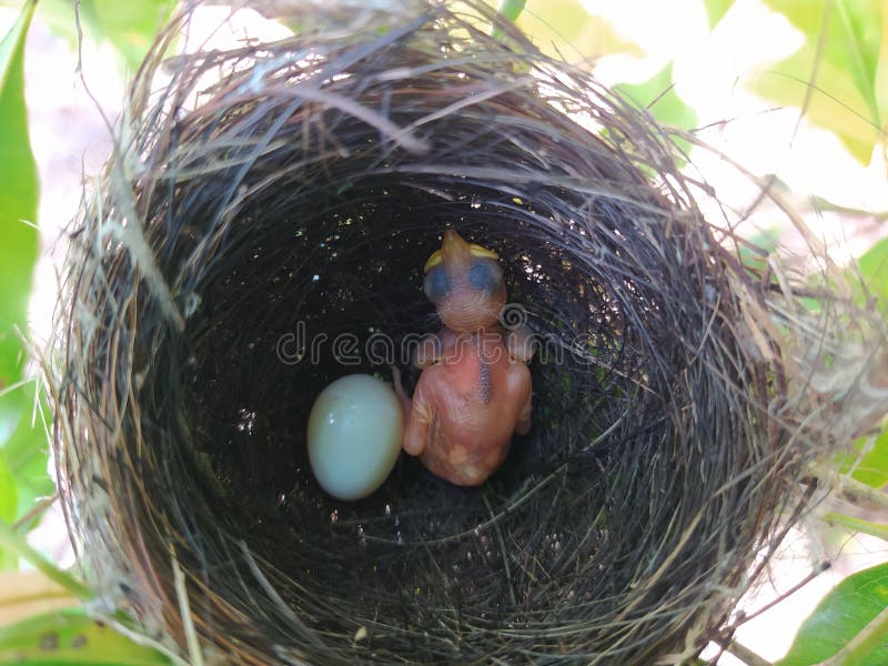 A Chick and an Unhatched Egg Stock Image - Image of wildlife, animal ...