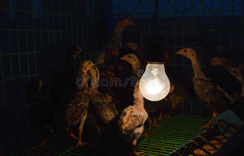 Chick and Warm Light Bulb in Cage Stock Photo - Image of light, lamp ...