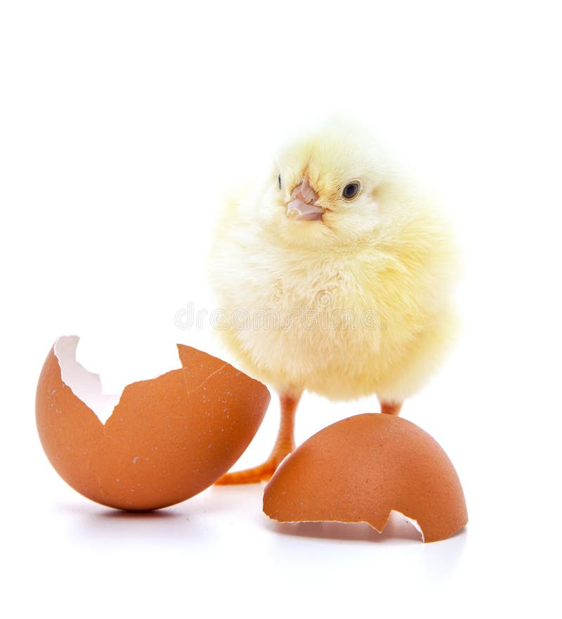 58,421 White Background White Chick Stock Photos - Free & Royalty-Free ...