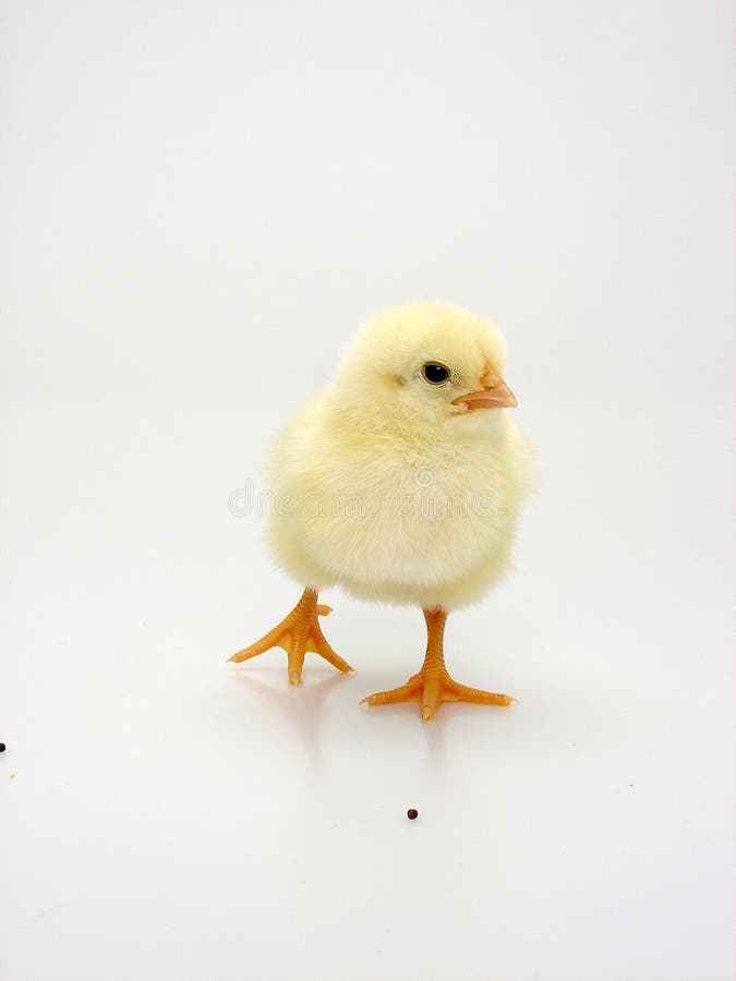 Chick on a White Background Stock Photo - Image of baby, chicken: 145042612