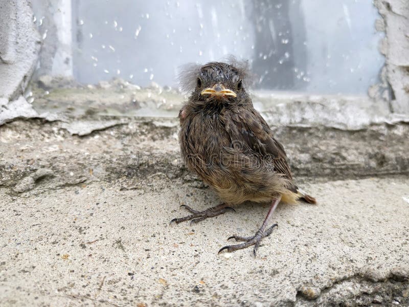 A chick who learns to fly stock photo. Image of wild - 241260326