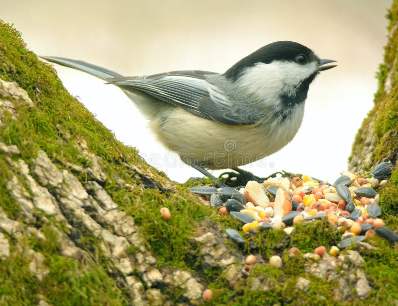 Chickadee 01 stock image. Image of wing, wildlife, tree - 93025