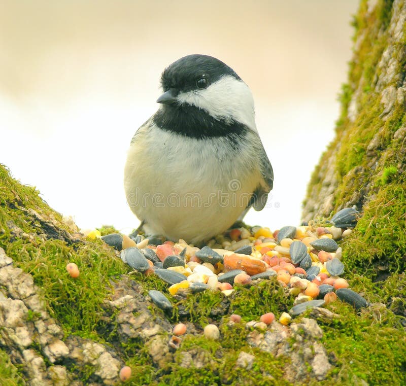 Chickadee 02 stock photo. Image of seeds, beak, perched - 93022