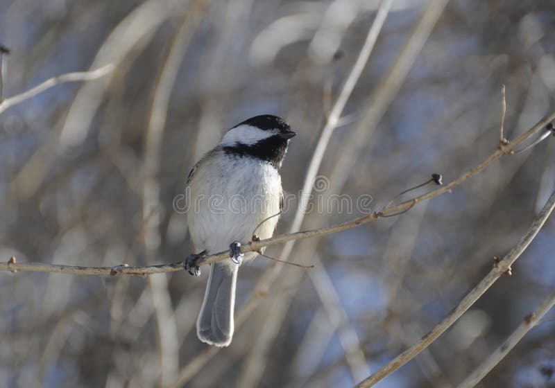 Chickadee stock photo. Image of foreground, white, black - 12675694