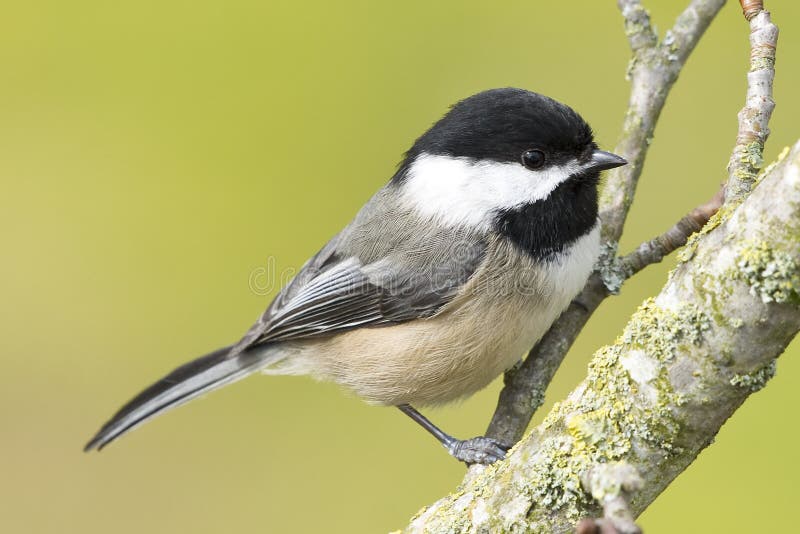 8,892 Chickadee Stock Photos - Free & Royalty-Free Stock Photos from ...