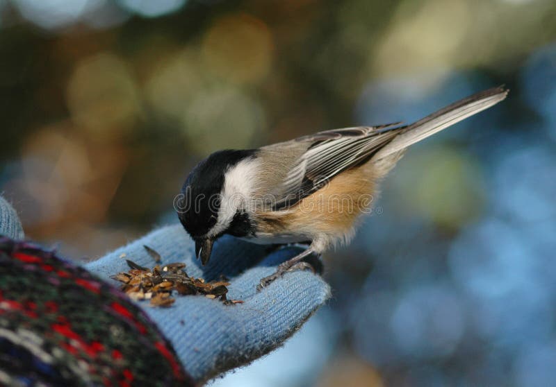 Chickadee stock image. Image of feed, cold, movement, isolated - 345917