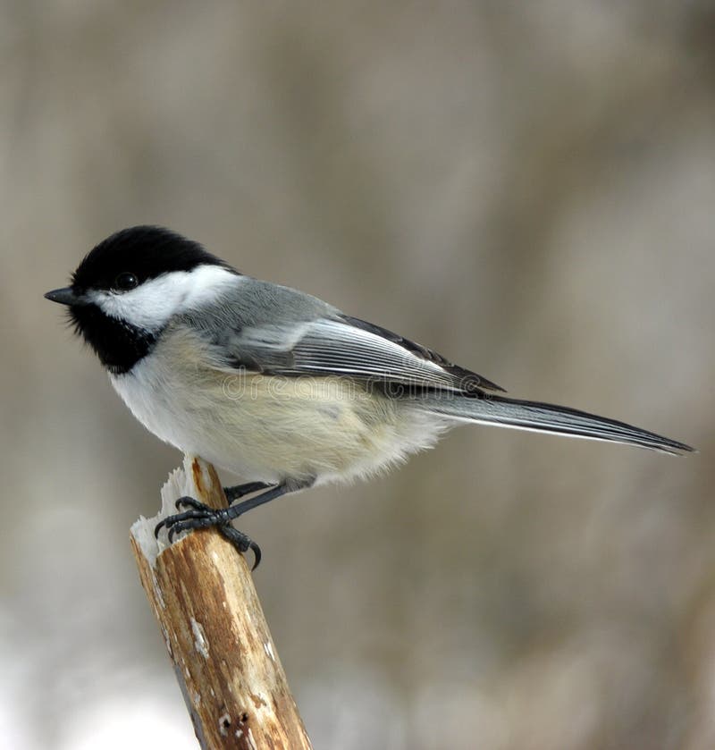 Chickadee 01 stock image. Image of wing, wildlife, tree - 93025