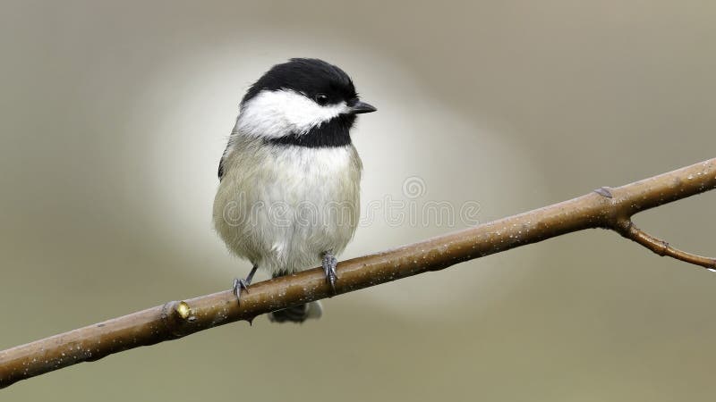 Fluffy Chickadee Perched on a Bald Branch in Early Spring Stock Photo ...