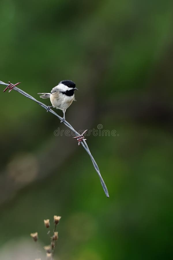 Chicory stock image. Image of floral, green, field, chicories - 20320039