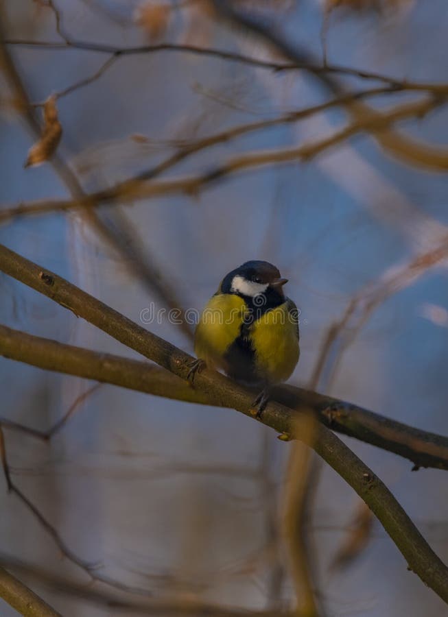 Chickadee Bird with Blue Sky Background in Winter Cold Morning Stock ...
