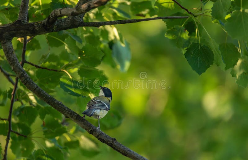 Chickadee Bird in Color Leaf Tree in Summer Evening Stock Image - Image ...
