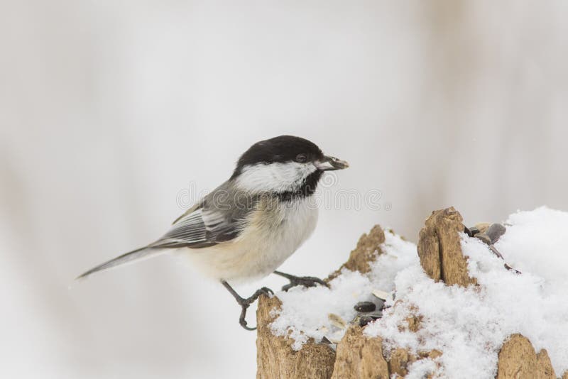 Chickadee in Snow stock image. Image of szeno, bird, black - 12870489