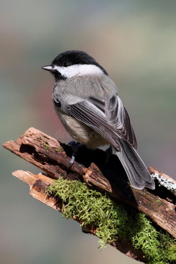Chickadee on a Branch with Snow Stock Image - Image of wing, avian ...