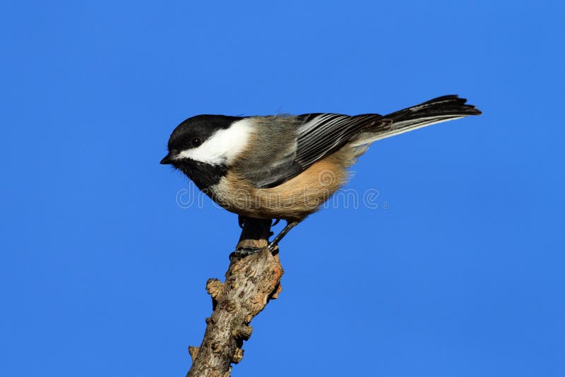 Chickadee on a Branch with Snow Stock Image - Image of wing, avian ...