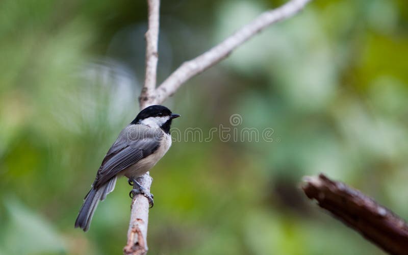 Chickadee on a branch stock photo. Image of perching - 26357692