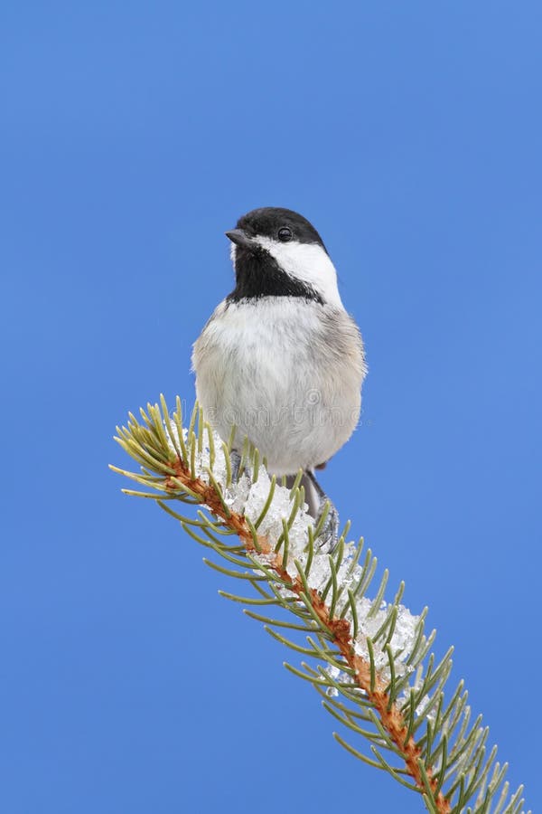 Chickadee on a Branch with Snow Stock Image - Image of wing, avian ...