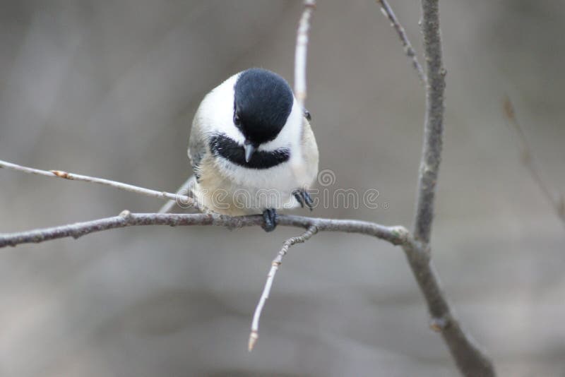 Chickadee on Branch. stock photo. Image of nature, sitting - 85729586