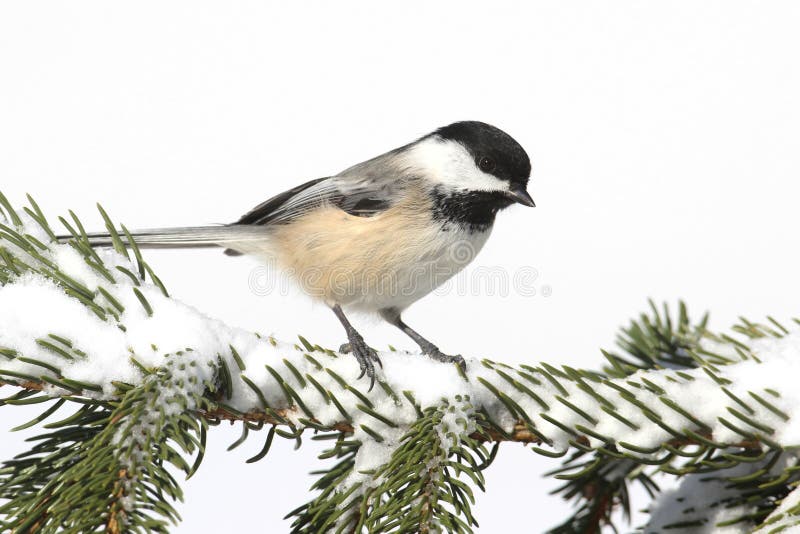 Chickadee on a Branch with Snow Stock Image - Image of wing, avian ...