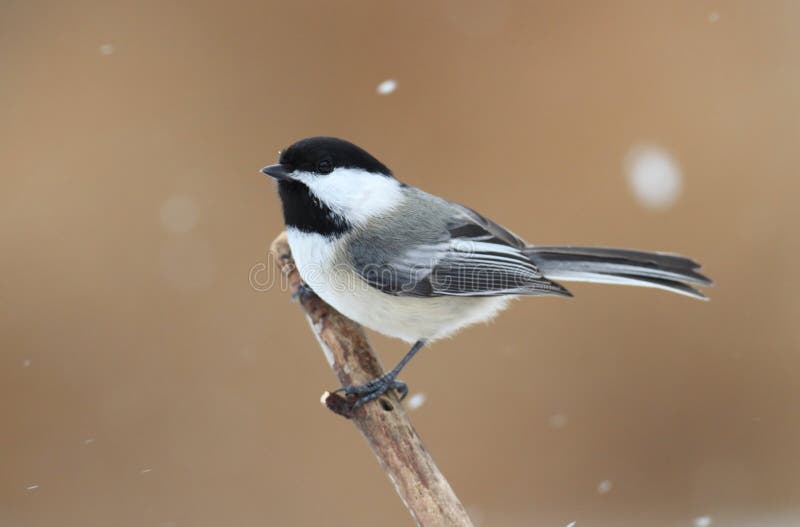 Chickadee on a Branch with Snow Stock Image - Image of wing, avian ...